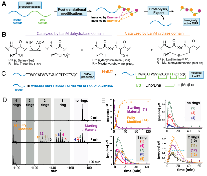 Mechanistic Enzymology of RiPP Biosynthesis | The Thibodeaux Lab